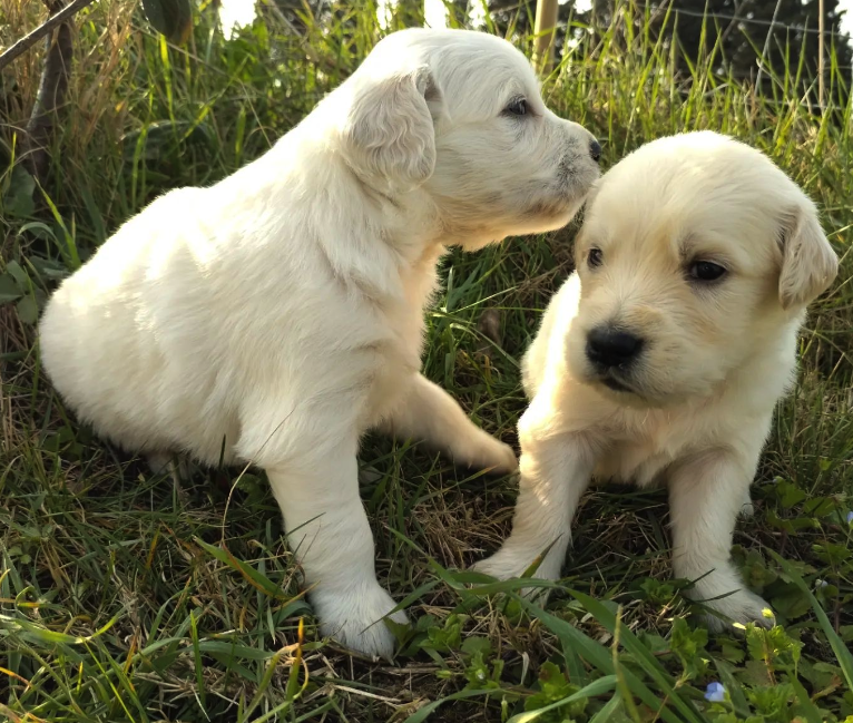 elevage de chiot golden retriever Languedoc-Roussillon - LES GOLDENS DU ...